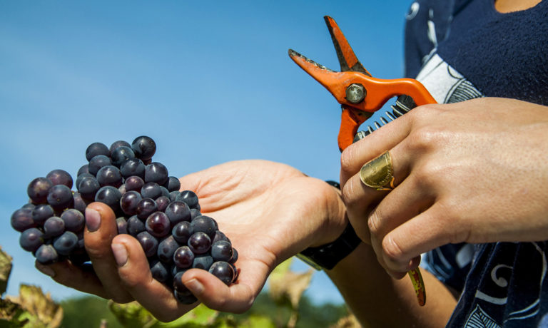 Les services du SGV – Syndicat général des vignerons de la Champagne